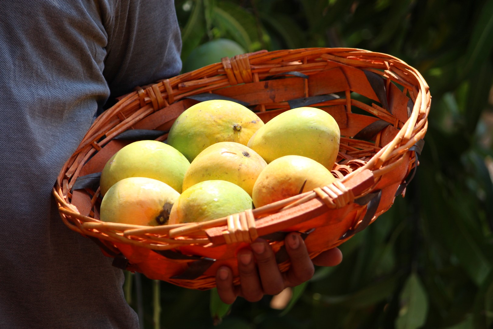 Garuda Farm – Savi Mango Trail – Episode 2 | Currylines – Caroline's