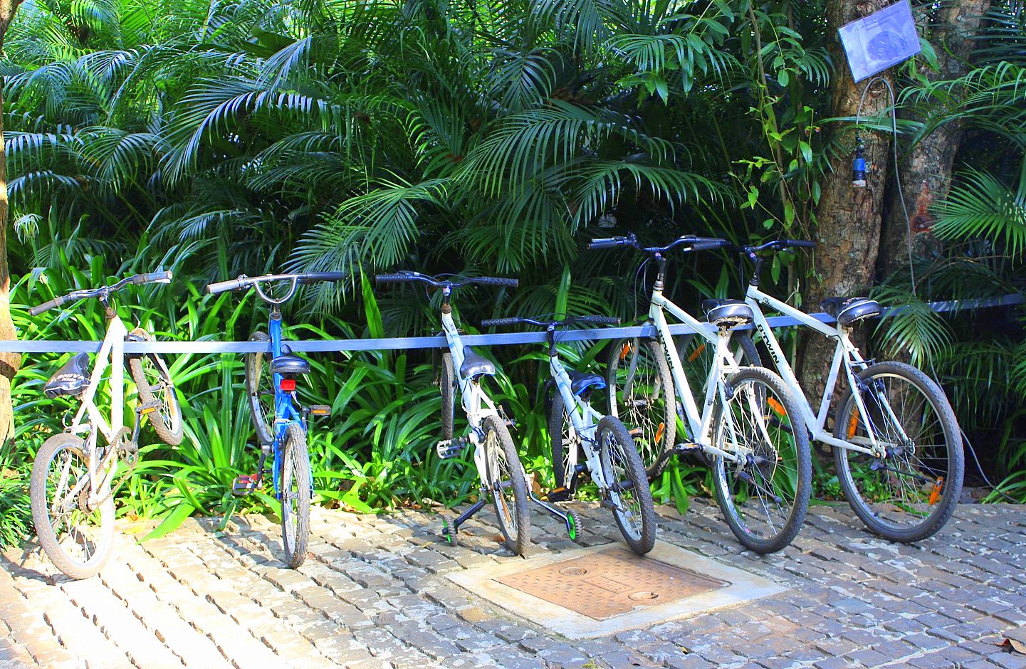 Java Rain Resorts – Activities | Currylines – Caroline's