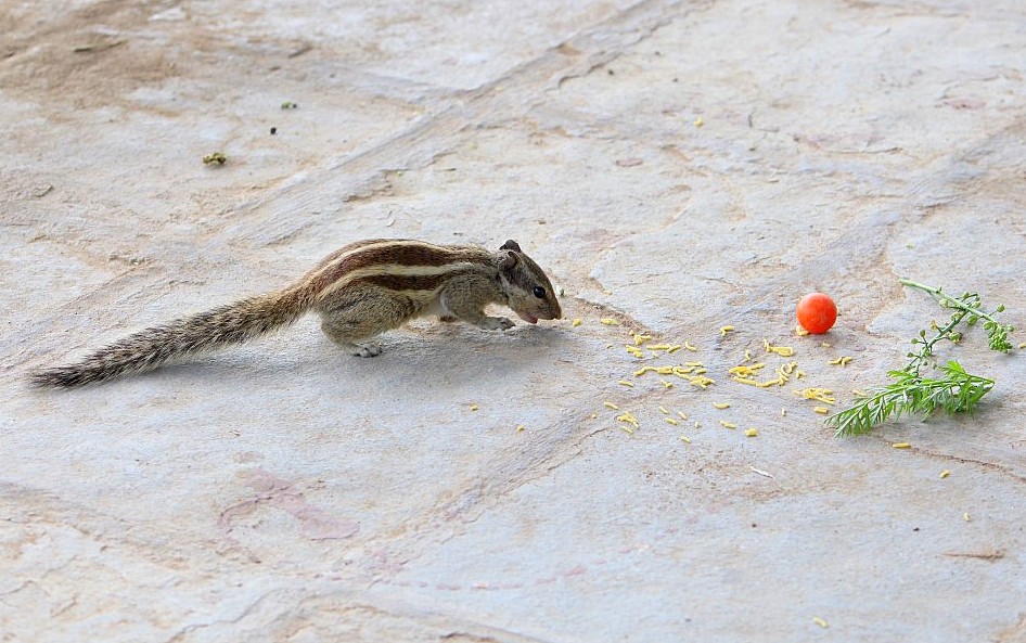 Mani Mansion – Farm and Experiences | Currylines – Caroline's