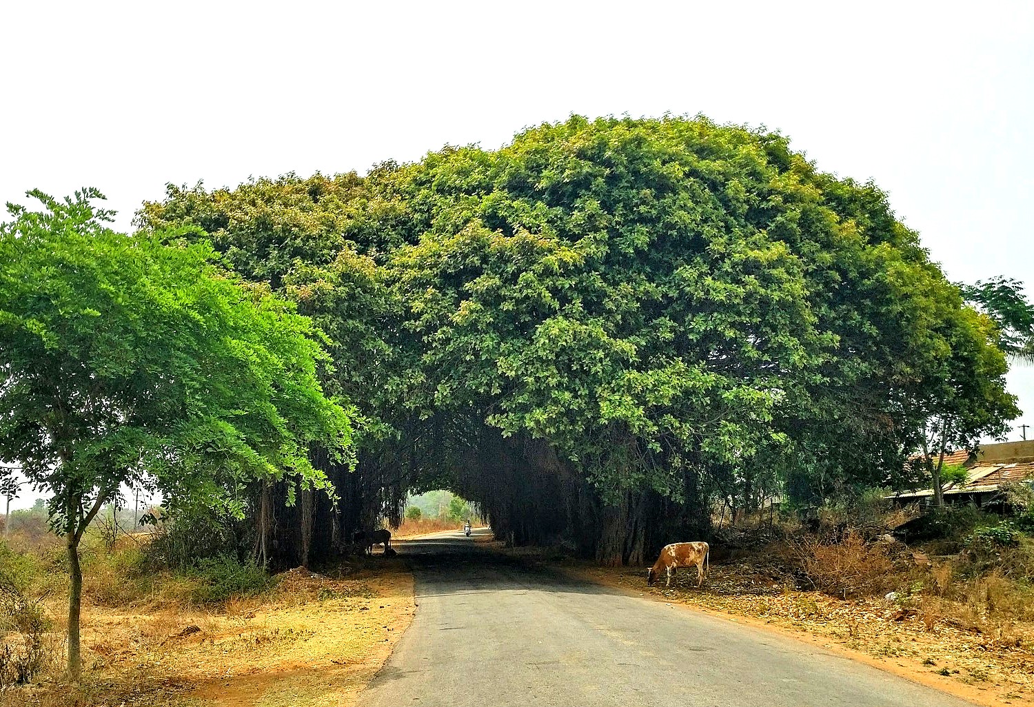 Chiguru Farm – An Overview | Currylines – Caroline's