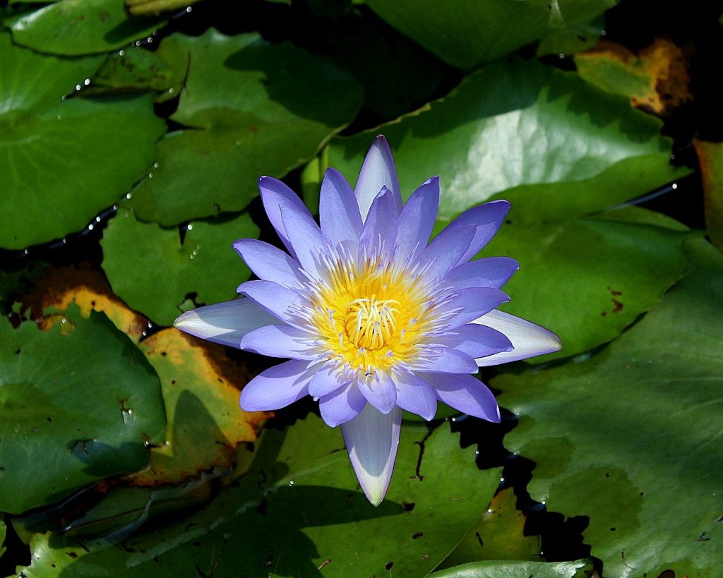 Amal Tamara – Overview | Currylines – Caroline's