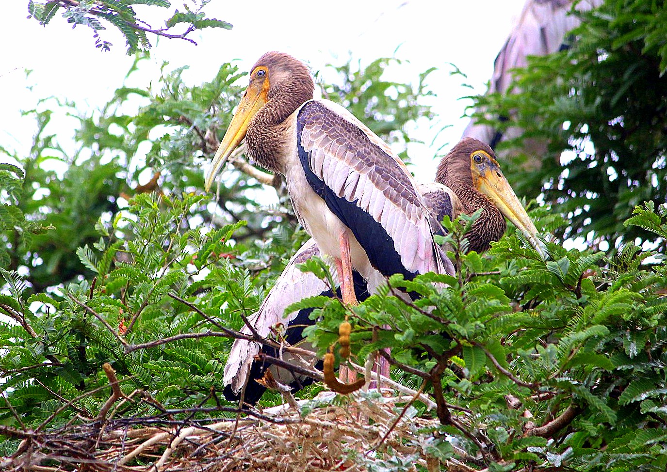 Veerapuram Bird Sanctuary | Currylines – Caroline's